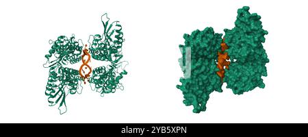 Single-stranded DNA-binding protein, molecular model. The function of ...