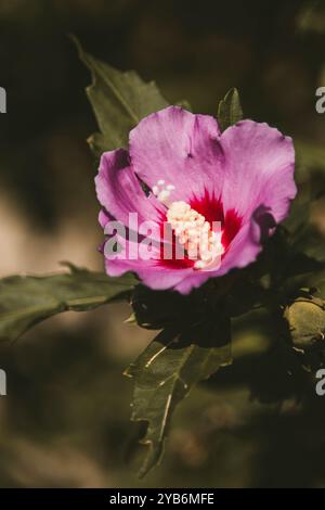 close-up of purple hibiscus flower outdoor in sunny backyard shot at ...