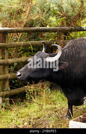 Water Buffalo on the Teifi Marshes nature reserve, Cilgerran near ...