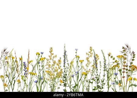 Summer composition. A border of wildflowers and herbs isolated on a ...