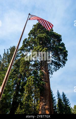 USA flag, Sequoia National Park Stock Photo - Alamy