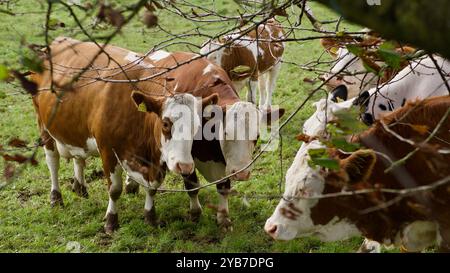 Flock of cows on a meadow. Brown and white cows. Green meadow Stock ...