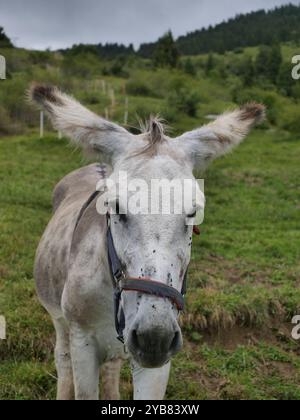 Mule closeup in Seriana valley, Bergamo, Italy Stock Photo - Alamy