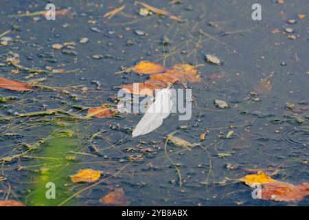 A closeup shot of autumn leaves floating on the surface of a pond Stock ...