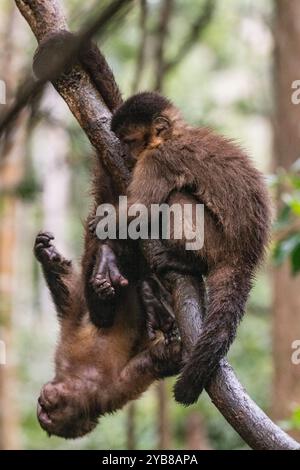 Capuchin monkeys in trees in Plettenberg forest, South Africa on ...