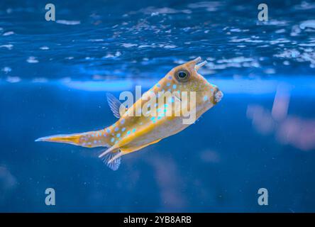 Fish under water, yellow trunk cow fish: lactoria cornuta Stock Photo ...