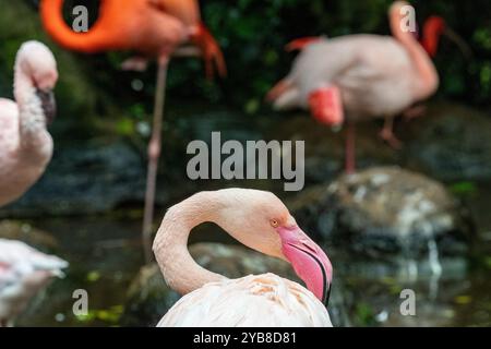 A flamboyance of pink flamingos preening themselves in a pond inside ...