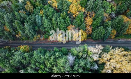A freight train loaded with coal cuts through an autumn forest in ...