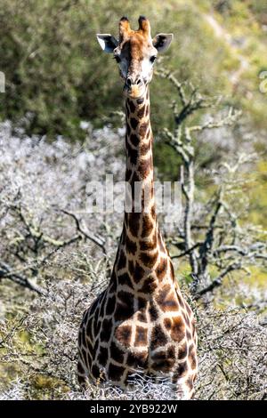 The head and long neck of a giraffe at the Indalu Game Reserve in ...