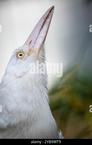 the albino magpie is all white Stock Photo - Alamy