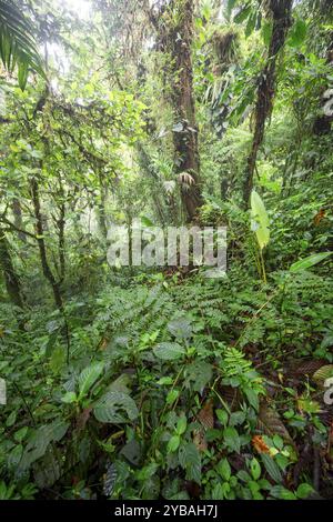 Dense forest vegetation landscape, with Mount Tangkoko and Mount ...