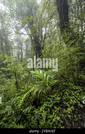 Dense forest vegetation landscape, with Mount Tangkoko and Mount ...