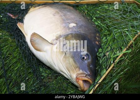 Carps in fish landing net Traditional harvest of Czech carp Pond ...