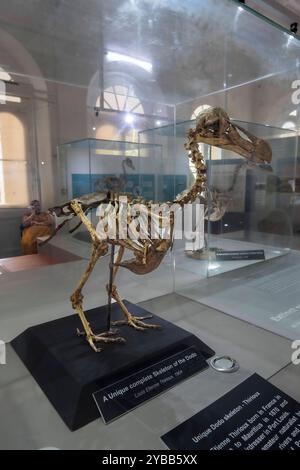 Dodo oder auch die Dronte, seltener Doudo oder Dudu Raphus cucullatus ...