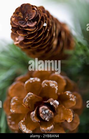 A vertical close-up shot of conifer tree branches Stock Photo - Alamy