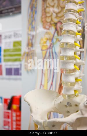 Close-up of an anatomical plastic model of the human eye Stock Photo ...