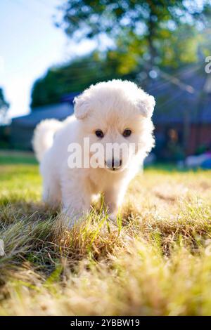 White shepherd puppies Stock Photo - Alamy