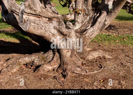 Old, gnarled trunk of productive Hass avocado tree (persea americana ...