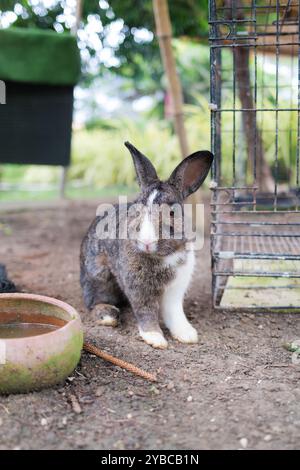 A brown rabbit lying on ground Stock Photo - Alamy