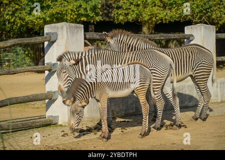 Zebras, Zoologischer Garten, Berlin, Deutschland *** Zebras, Zoological ...