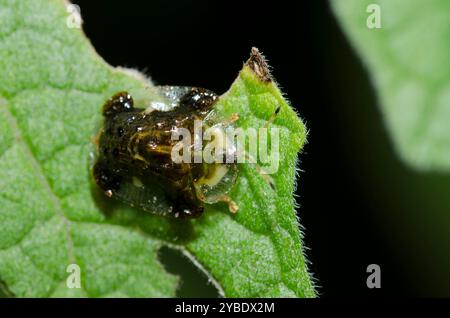 Clavate Tortoise Beetle (Helocassis clavata) on a Carolina Horsenettle ...