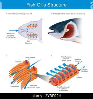 Fish Gills Structure. Fish gills are organs that allow fish to breathe ...