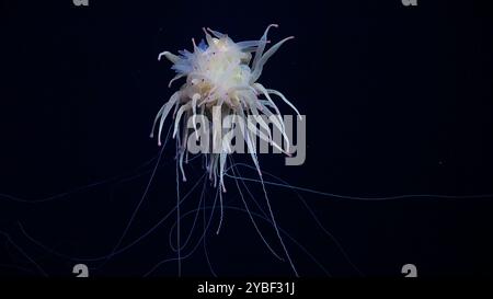 Flying spaghetti monster, Bathyphysa conifera in the deep sea Stock ...