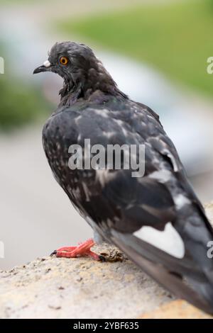 Dove (Columbidae) popular city bird. These are stout-bodied birds with ...