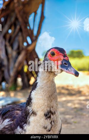Portrait of an adorable white muscovy duck with open wings standing on ...