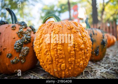 Warty Pumpkins Lined Up at a Scenic October Pumpkin Farm Stock Photo ...
