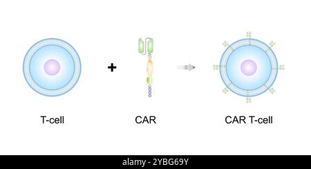 CAR-T cell therapy, illustration Stock Photo - Alamy