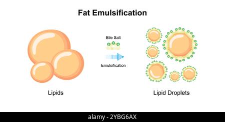 Fat emulsification by bile salts, illustration Stock Photo - Alamy