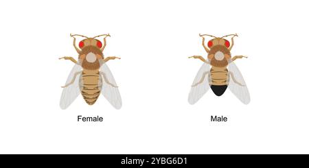 Drosophila melanogaster, illustration Stock Photo - Alamy