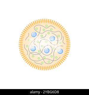 Mycoplasma structure, illustration Stock Photo - Alamy