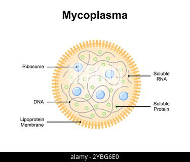 Mycoplasma structure, illustration Stock Photo - Alamy