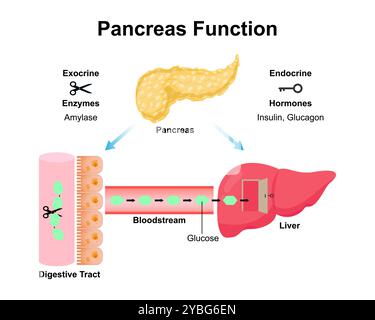 Pancreas function, illustration Stock Photo - Alamy