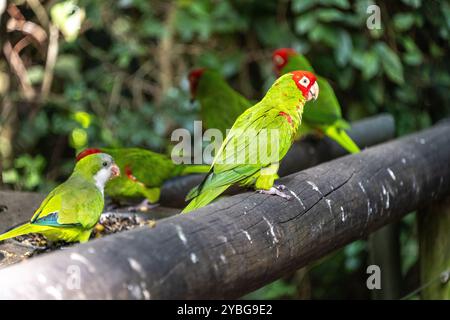 Red-masked Conure at the Birds of Eden aviary in South Africa Stock ...