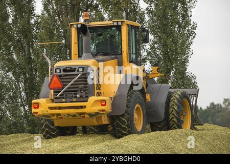 Agriculture shredded corn silage with a yellow shovel in the ...
