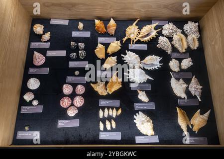 Museum, World of Seashells exhibition, Gattundg Strombidae, Bel Ombre ...