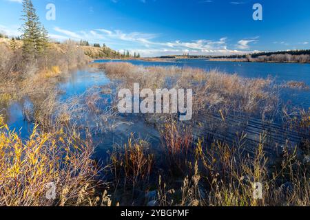 prairie marsh, natural tall grass under mostly sunny blue summer sky ...