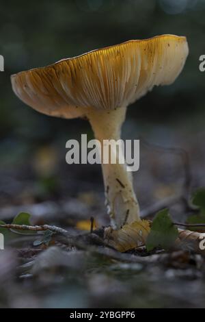 Mushroom yellow white Russula ochroleuca Stock Photo - Alamy