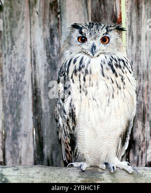 A Barn Owl at an outdoor bird sanctuary near Otavalo, Ecuador Stock ...