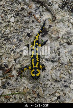 Fire Salamander (Salamandra salamandra), Saou, Drôme, France Stock ...