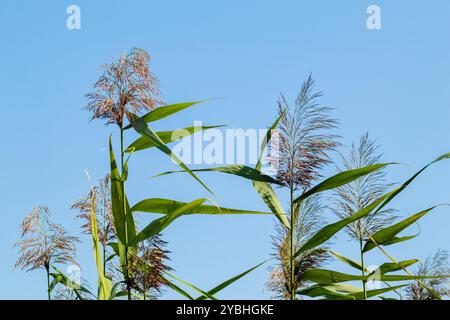 thickets of marsh grass, green natural partially blurred background ...