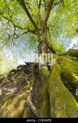 Tree roots growing over a rock Stock Photo - Alamy