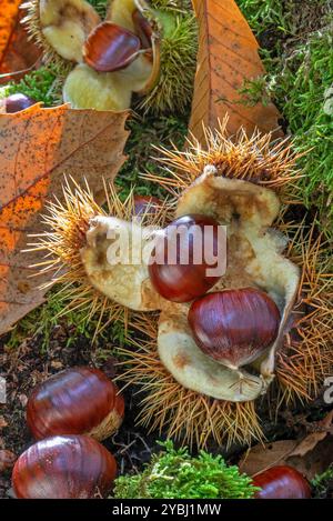 Close-up of a fallen chestnut in its spiky green cover on a gravel ...