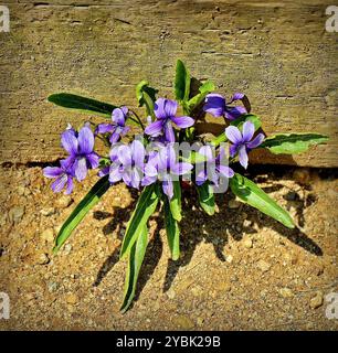 Common Blue Violet Viola papilionacea Stock Photo - Alamy