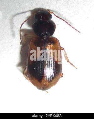 (Amblystomus amabilis) Insecta Stock Photo - Alamy