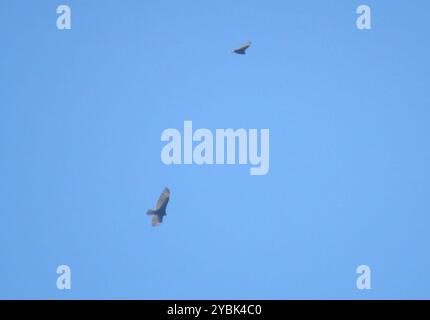 Turkey and Yellow-headed Vultures (Cathartes Stock Photo - Alamy