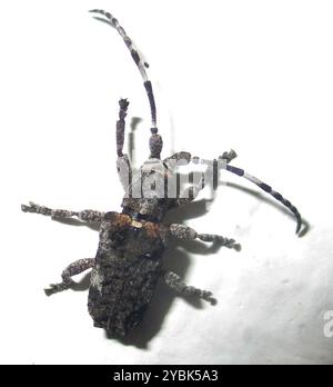 (Ecyroschema favosum) Insecta Stock Photo - Alamy